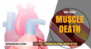 Understanding Muscle Cramps In Kidney Disease: Causes And Solutions ...