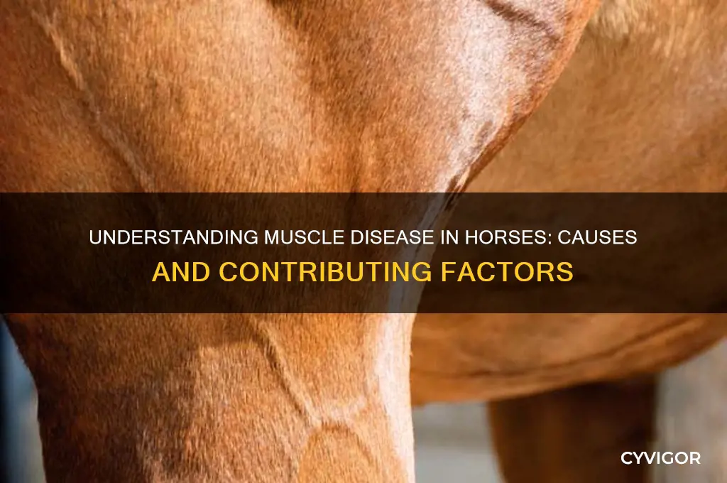 Understanding Muscle Disease In Horses: Causes And Contributing Factors ...