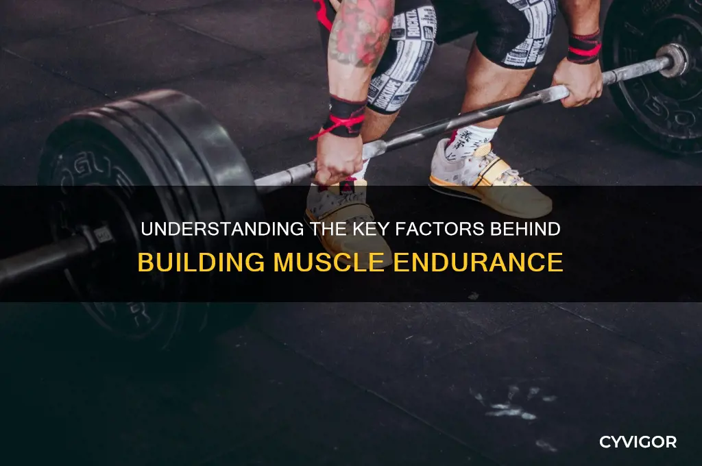 Understanding The Key Factors Behind Building Muscle Endurance | CyVigor