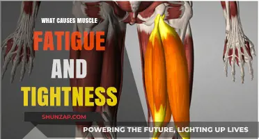 Understanding Muscle Elastic Rebound: Causes And Mechanisms Explained ...