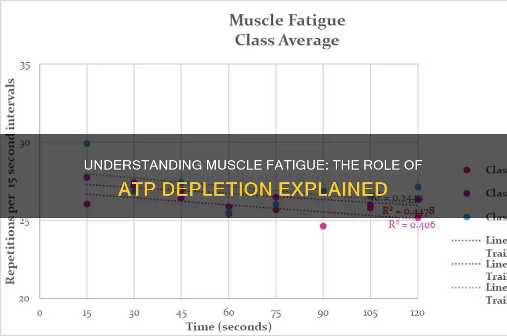 Understanding Muscle Fatigue: The Role Of Atp Depletion Explained | CyVigor