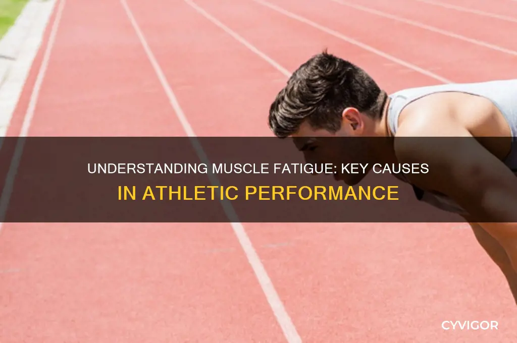 Understanding Muscle Fatigue: Key Causes In Athletic Performance | CyVigor