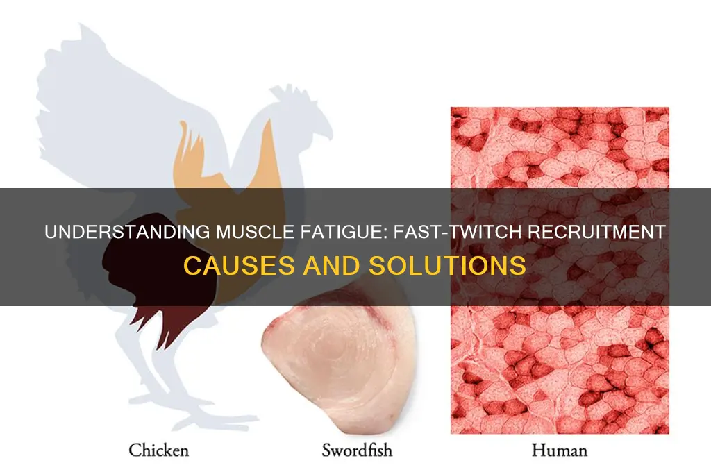 Understanding Muscle Fatigue: Fast-Twitch Recruitment Causes And ...