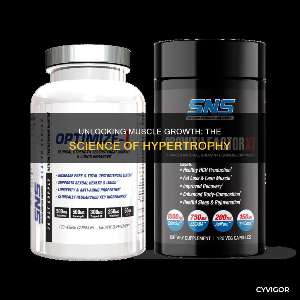 Unlocking Muscle Growth: The Science Of Hypertrophy | CyVigor