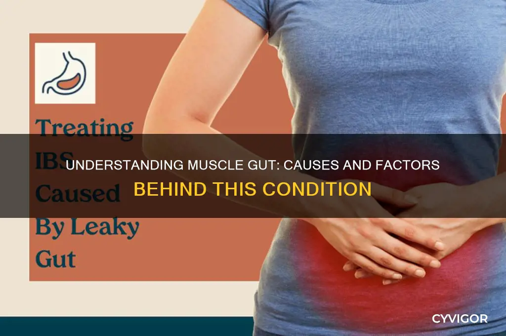 Understanding Muscle Gut: Causes And Factors Behind This Condition ...