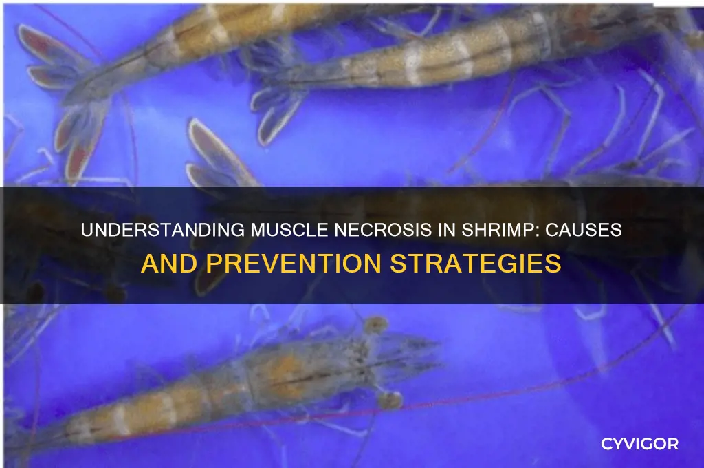 Understanding Muscle Necrosis In Shrimp: Causes And Prevention ...