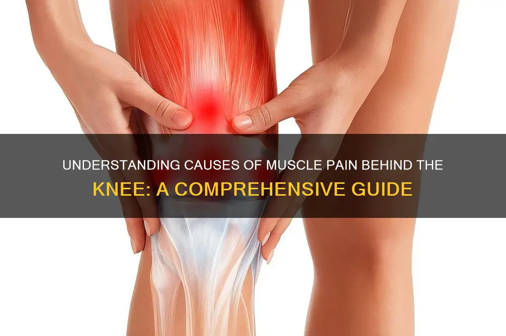 Understanding Causes Of Muscle Pain Behind The Knee: A Comprehensive ...