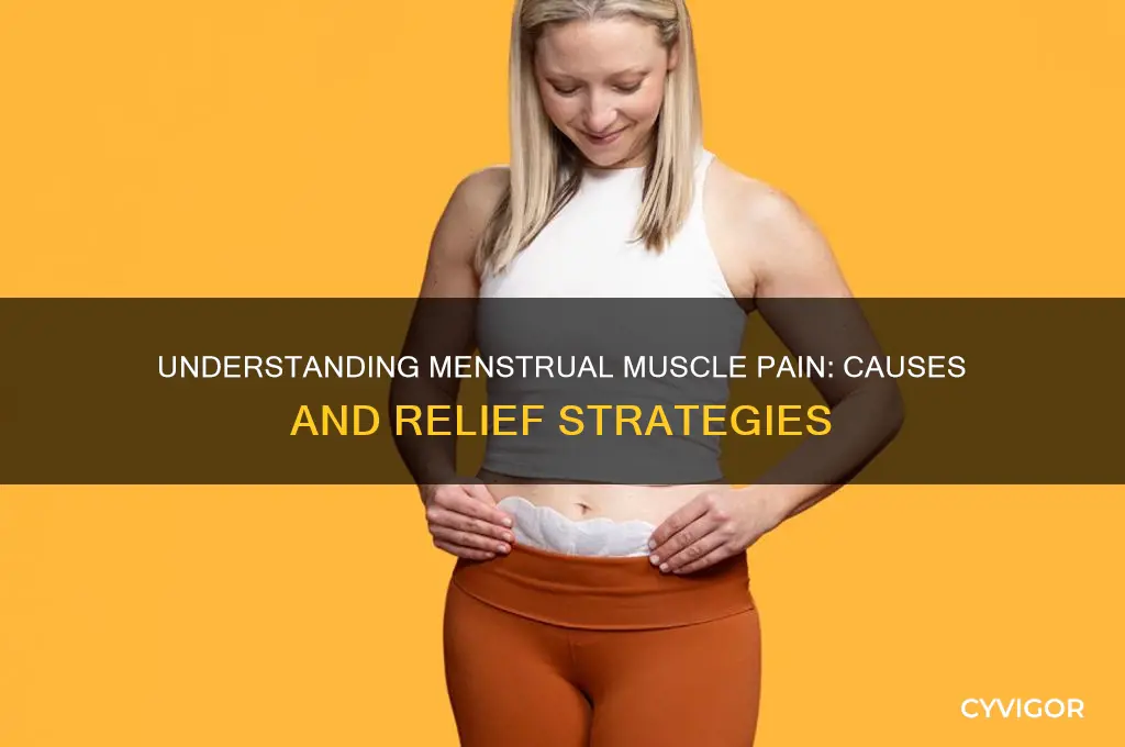 Understanding Menstrual Muscle Pain: Causes And Relief Strategies | CyVigor