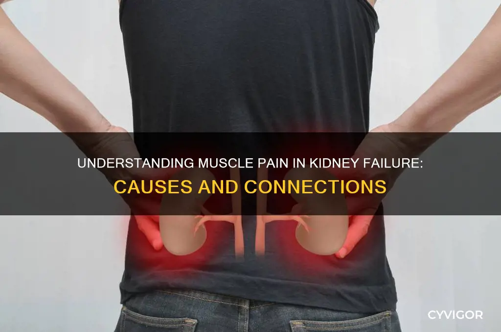Understanding Muscle Pain In Kidney Failure: Causes And Connections ...