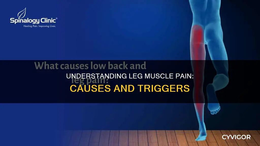 Understanding Leg Muscle Pain: Causes And Triggers | CyVigor