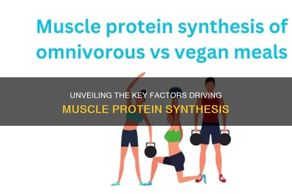 Unveiling The Key Factors Driving Muscle Protein Synthesis | CyVigor