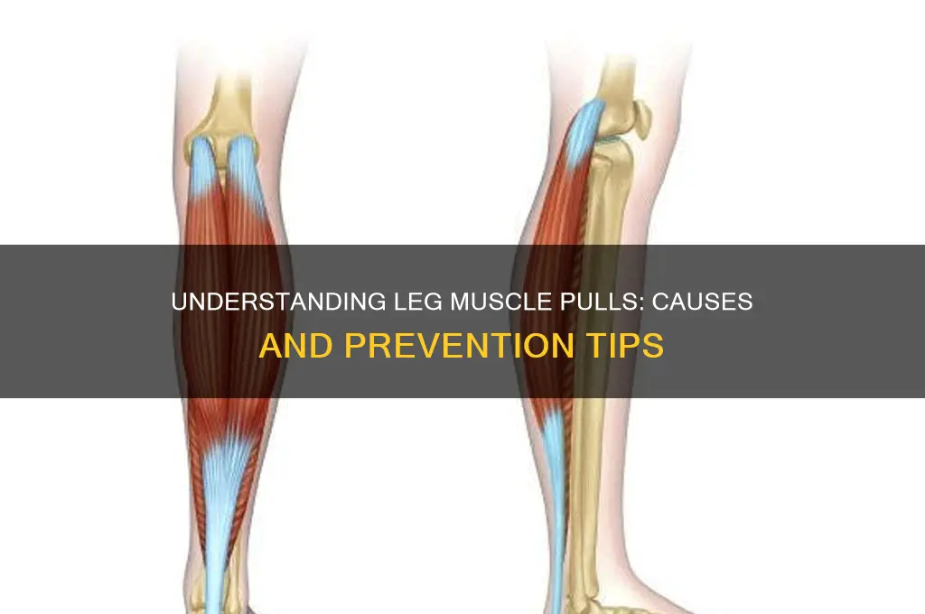 Understanding Leg Muscle Pulls: Causes And Prevention Tips | CyVigor