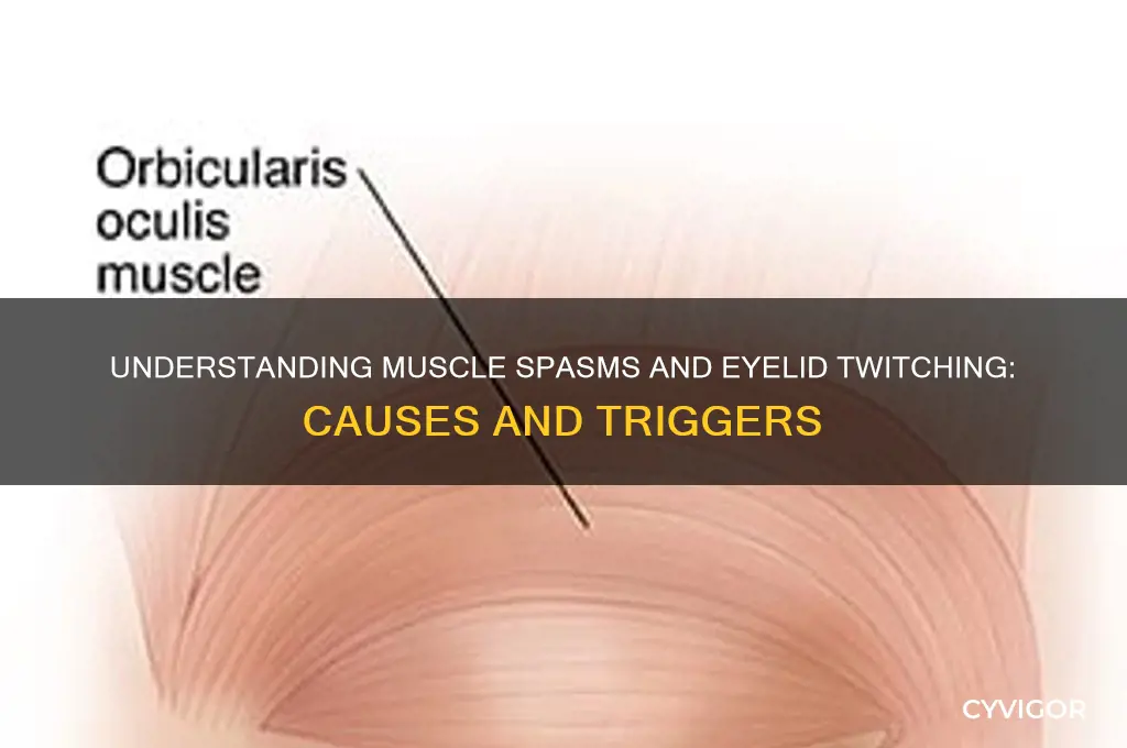 Understanding Muscle Spasms And Eyelid Twitching: Causes And Triggers ...