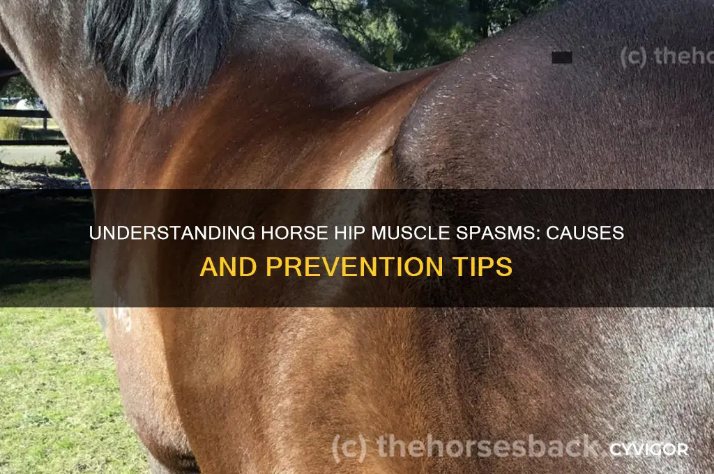 Understanding Horse Hip Muscle Spasms: Causes And Prevention Tips | CyVigor
