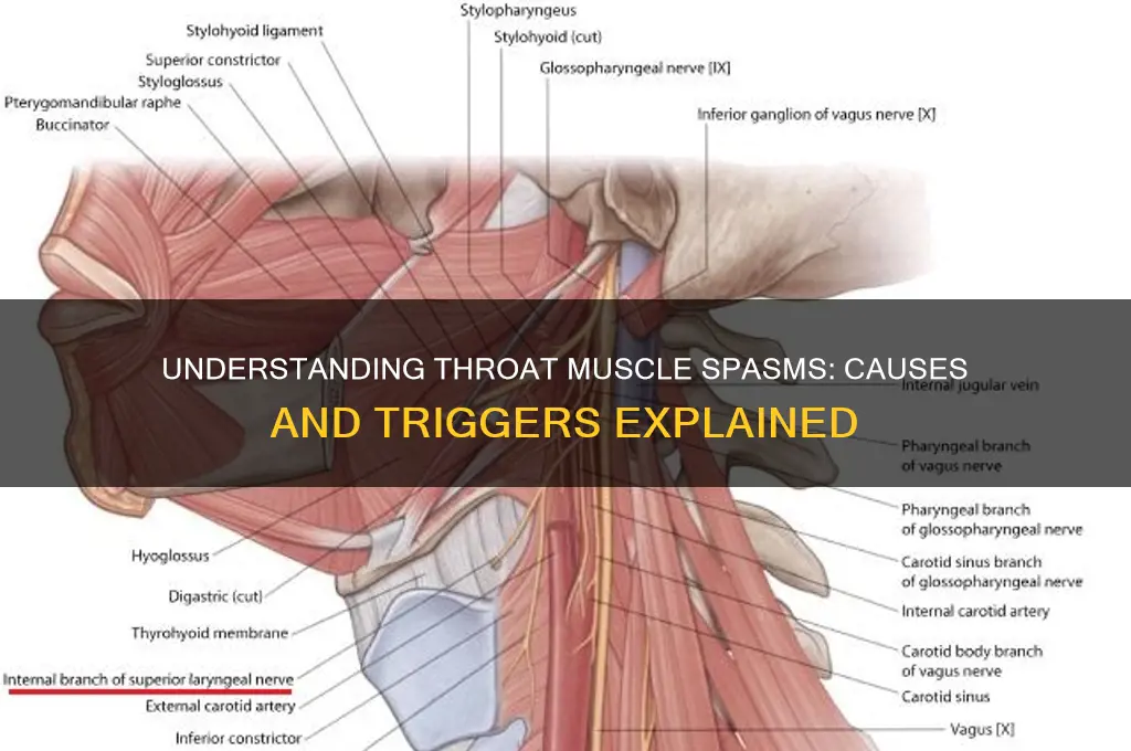 Understanding Throat Muscle Spasms: Causes And Triggers Explained | CyVigor