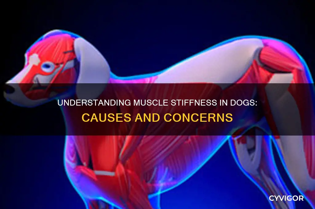 Understanding Muscle Stiffness In Dogs: Causes And Concerns | CyVigor