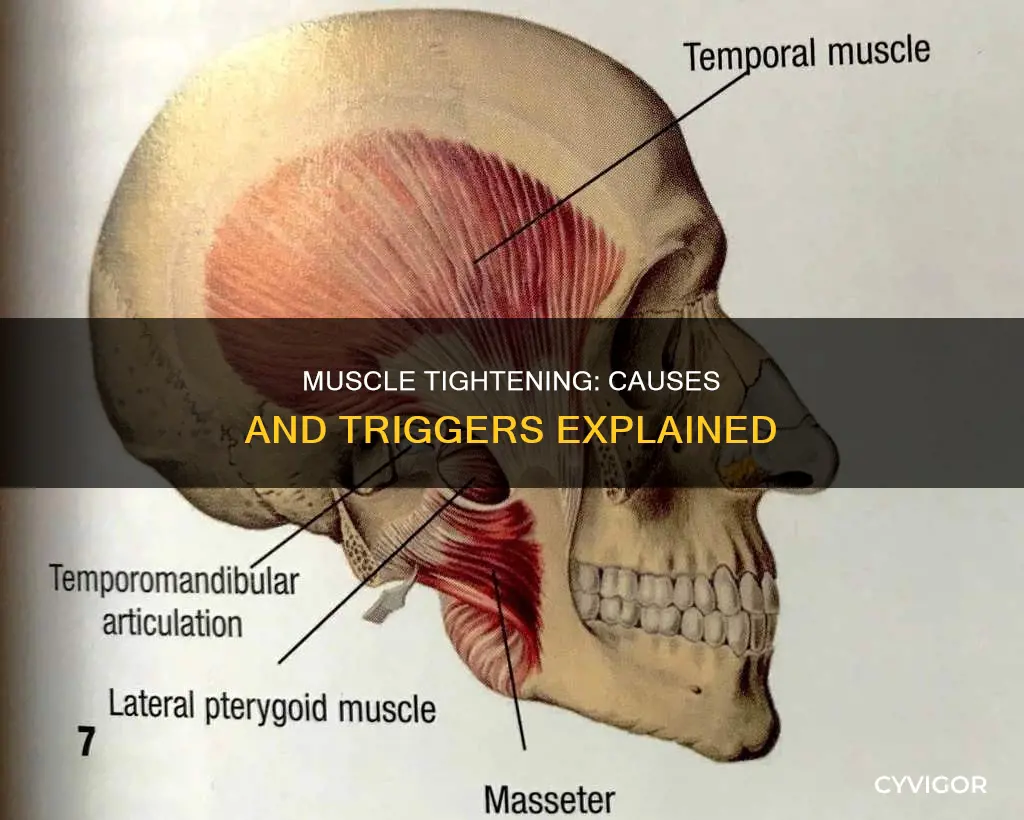 Muscle Tightening: Causes And Triggers Explained | CyVigor