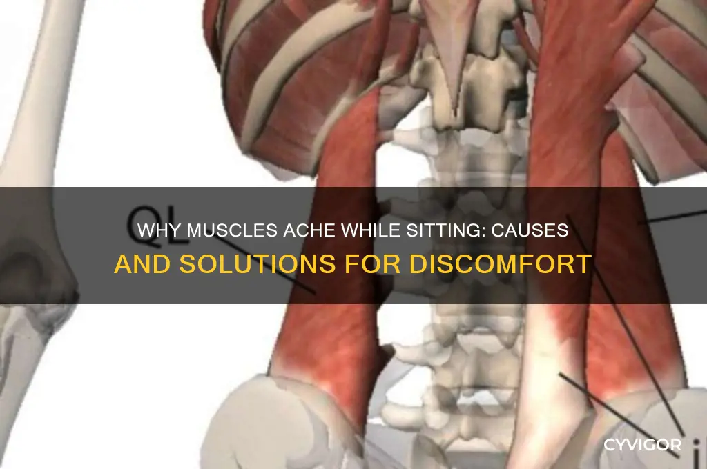 Why Muscles Ache While Sitting: Causes And Solutions For Discomfort ...