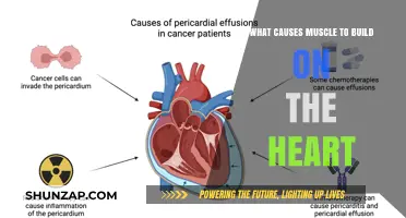 Understanding Muscle Detachment: Causes Of Muscle Separation From Bone ...