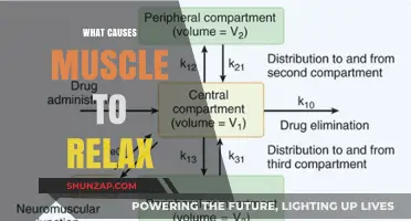 Understanding Muscle Detachment: Causes Of Muscle Separation From Bone ...