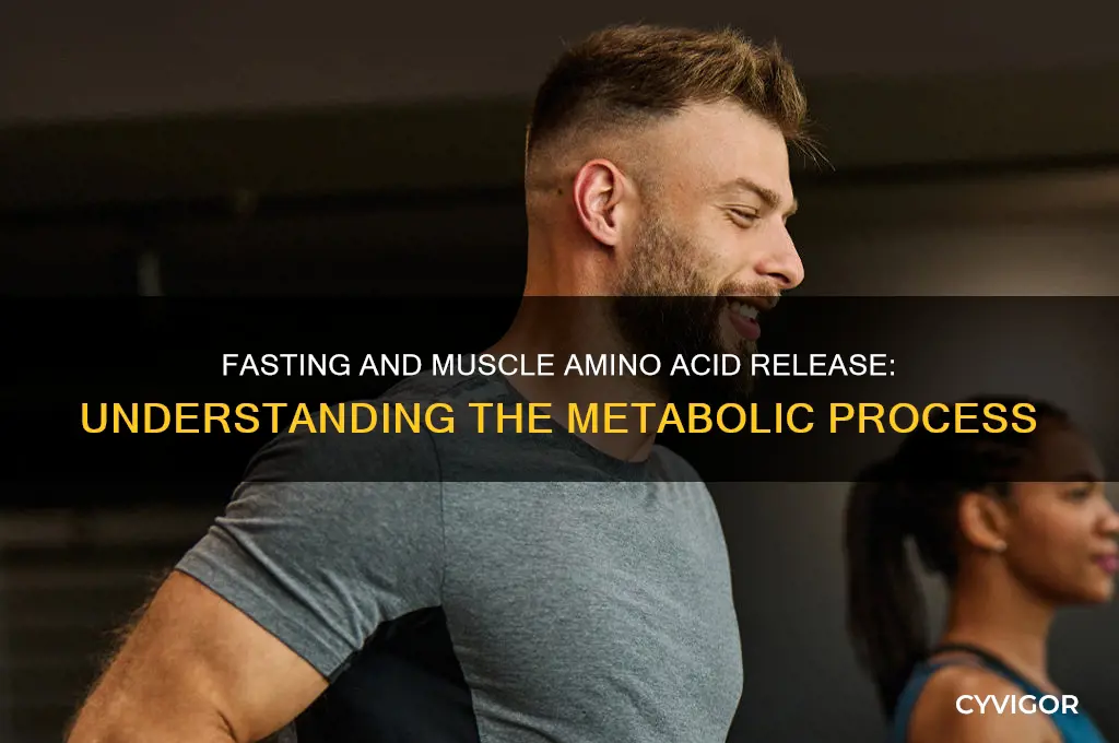 Fasting And Muscle Amino Acid Release: Understanding The Metabolic ...