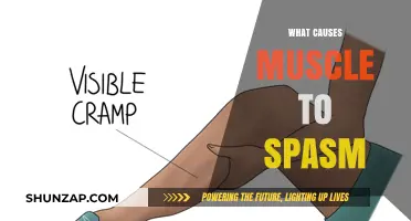 Understanding Muscle Detachment: Causes Of Muscle Separation From Bone ...