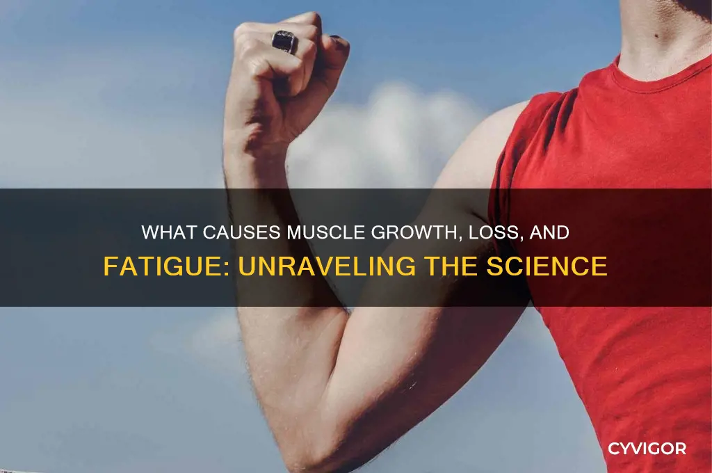 What Causes Muscle Growth, Loss, And Fatigue: Unraveling The Science ...