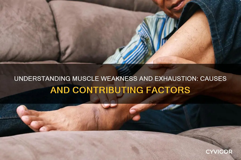 Understanding Muscle Weakness And Exhaustion: Causes And Contributing ...