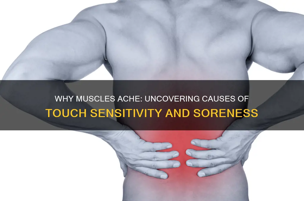 Why Muscles Ache: Uncovering Causes Of Touch Sensitivity And Soreness ...