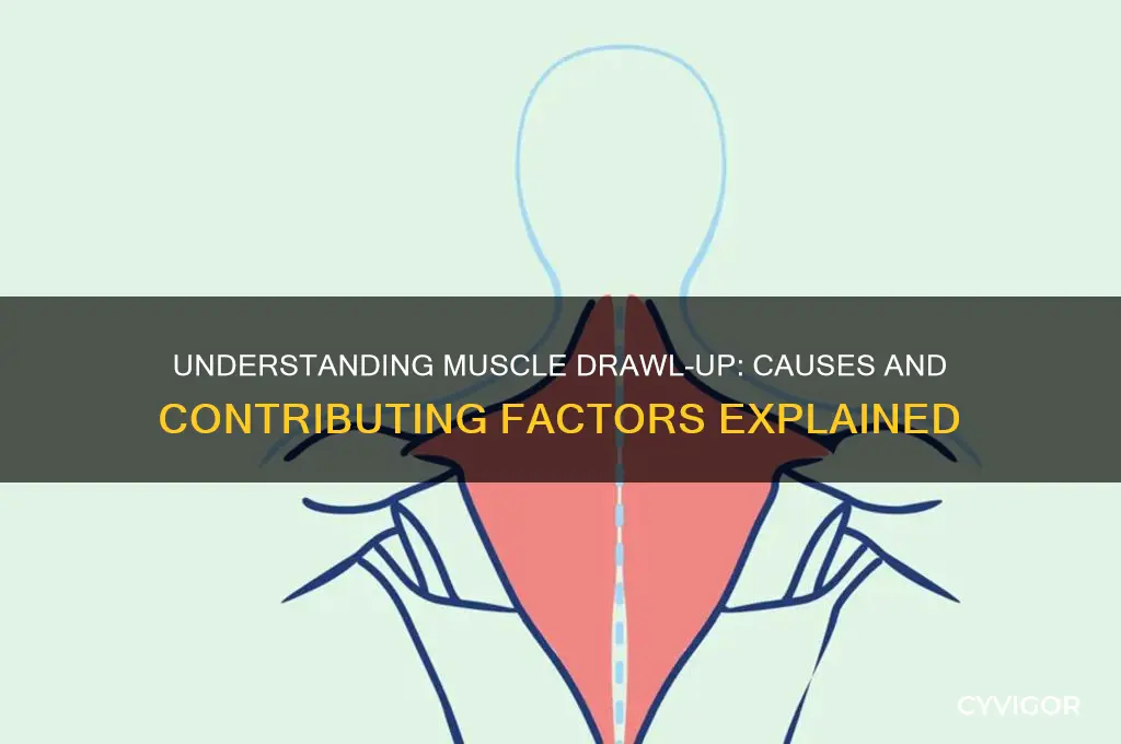 Understanding Muscle Drawl-Up: Causes And Contributing Factors ...