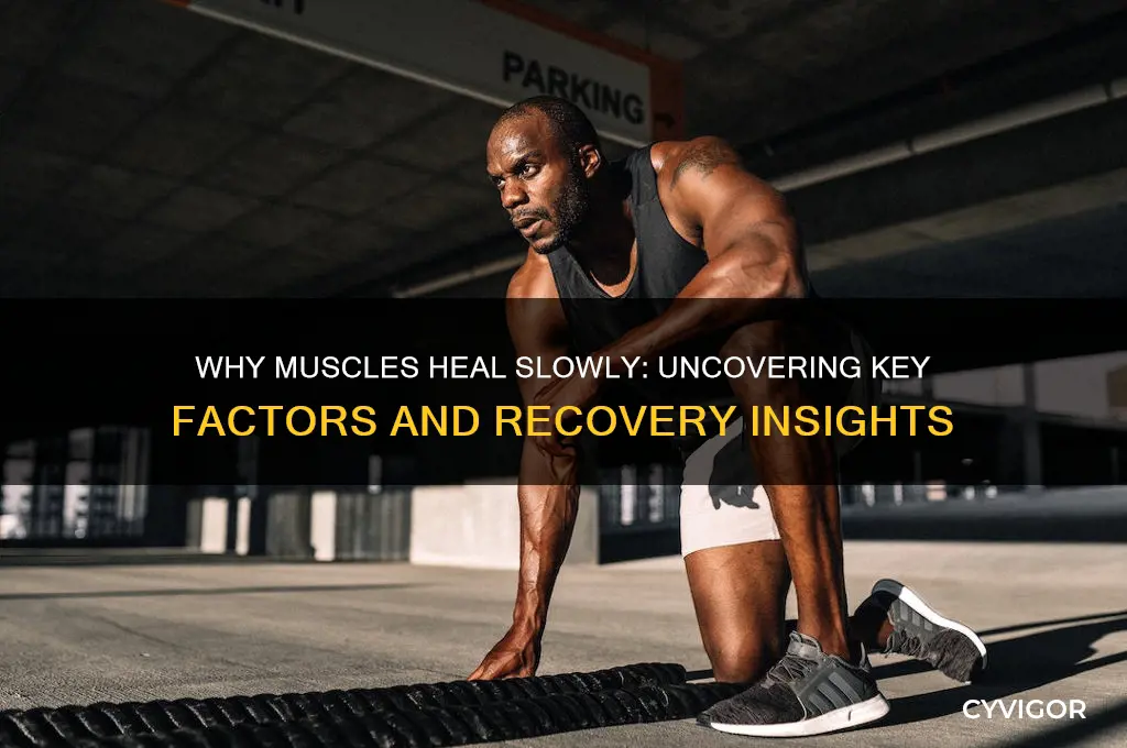 Why Muscles Heal Slowly: Uncovering Key Factors And Recovery Insights ...