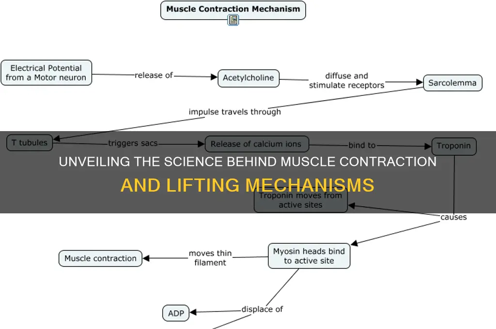 Unveiling The Science Behind Muscle Contraction And Lifting Mechanisms ...