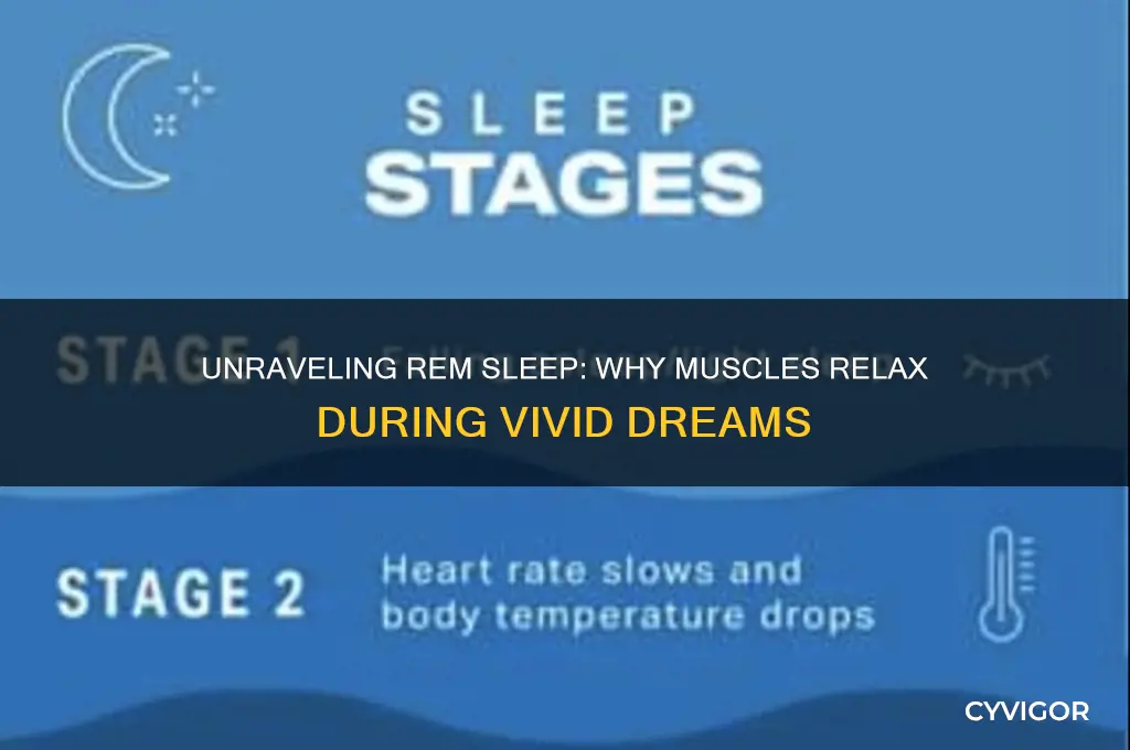 Unraveling Rem Sleep: Why Muscles Relax During Vivid Dreams | CyVigor