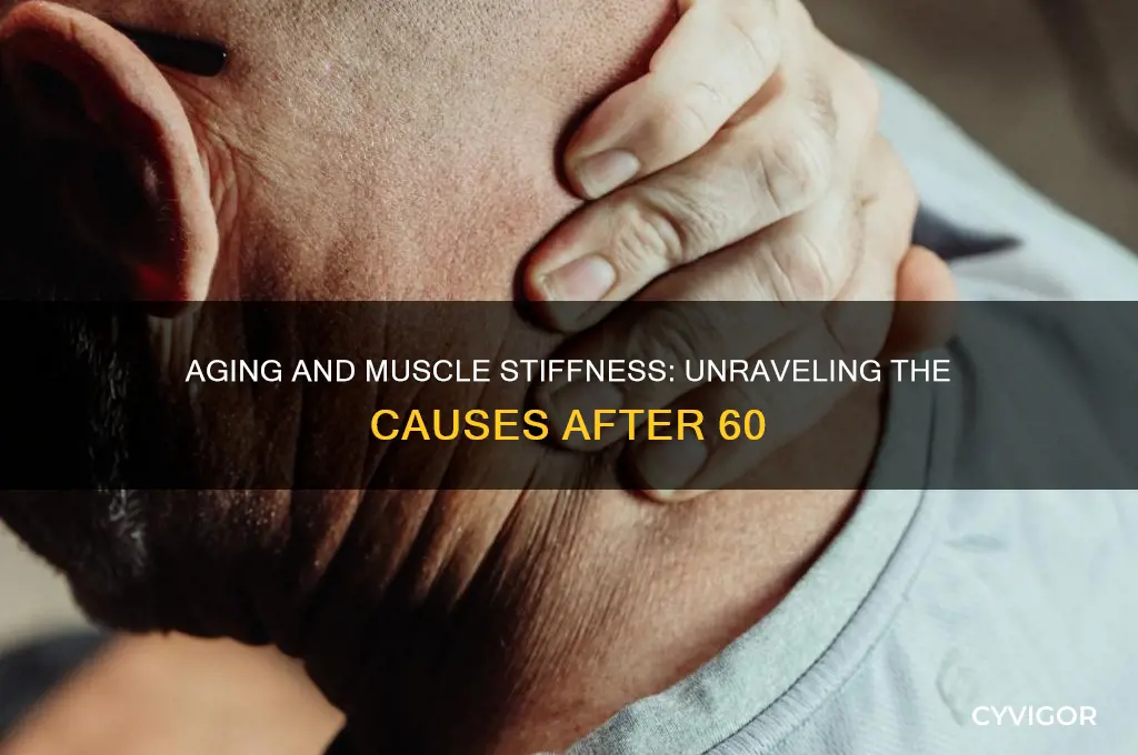 Aging And Muscle Stiffness: Unraveling The Causes After 60 | CyVigor