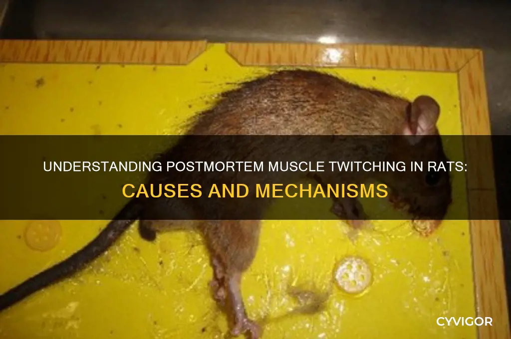 Understanding Postmortem Muscle Twitching In Rats: Causes And ...