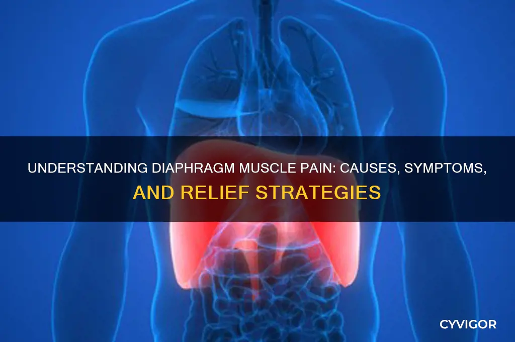 Understanding Diaphragm Muscle Pain: Causes, Symptoms, And Relief ...