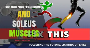 Soleus Muscle Pain: Causes, Symptoms, And Effective Relief Strategies ...