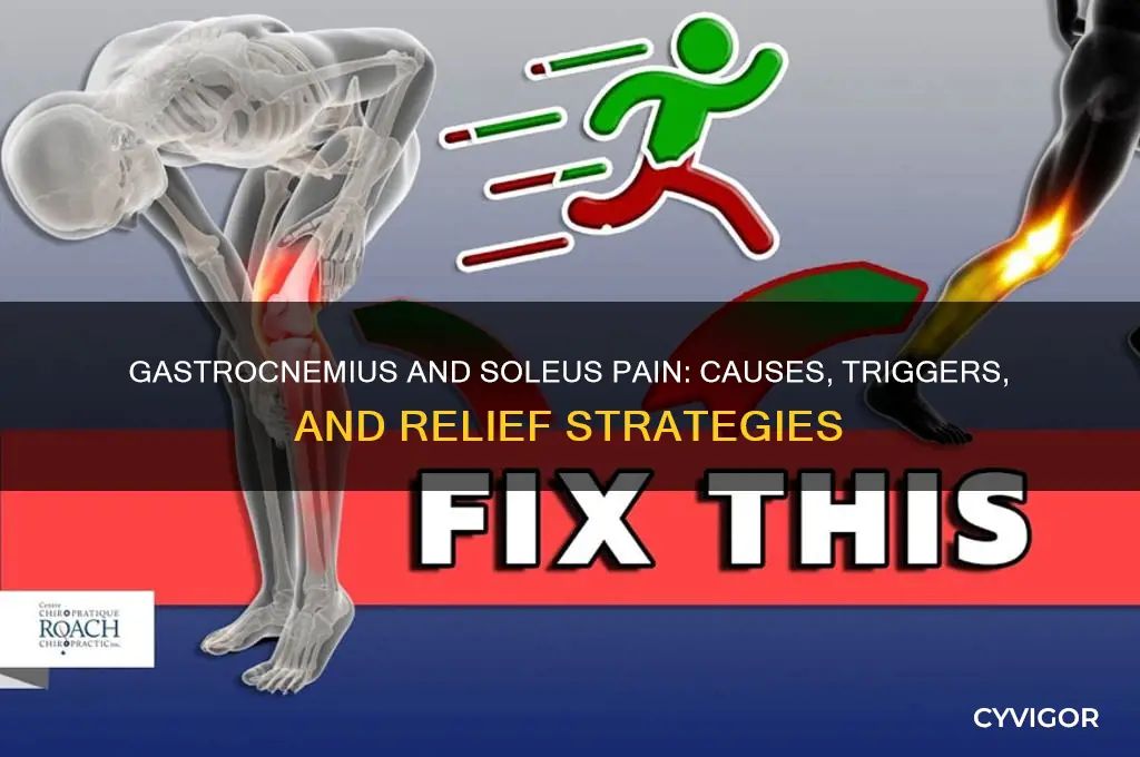 Gastrocnemius And Soleus Pain: Causes, Triggers, And Relief Strategies ...