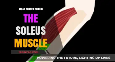 Gastrocnemius And Soleus Pain: Causes, Triggers, And Relief Strategies ...