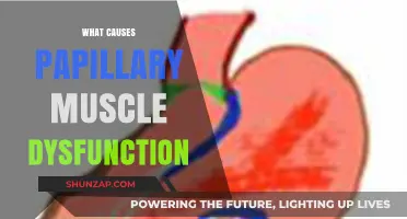 Understanding Paraspinal Muscle Spasms: Causes, Triggers, And ...