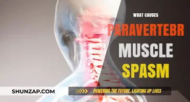 Understanding Paraspinal Muscle Spasms: Causes, Triggers, And ...