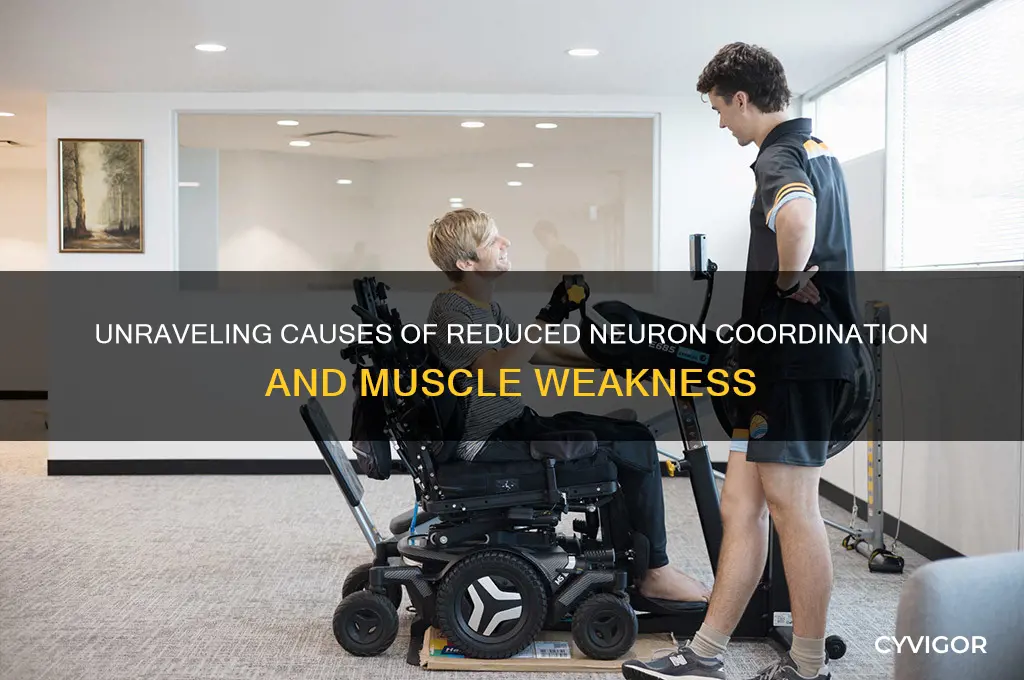 Unraveling Causes Of Reduced Neuron Coordination And Muscle Weakness ...