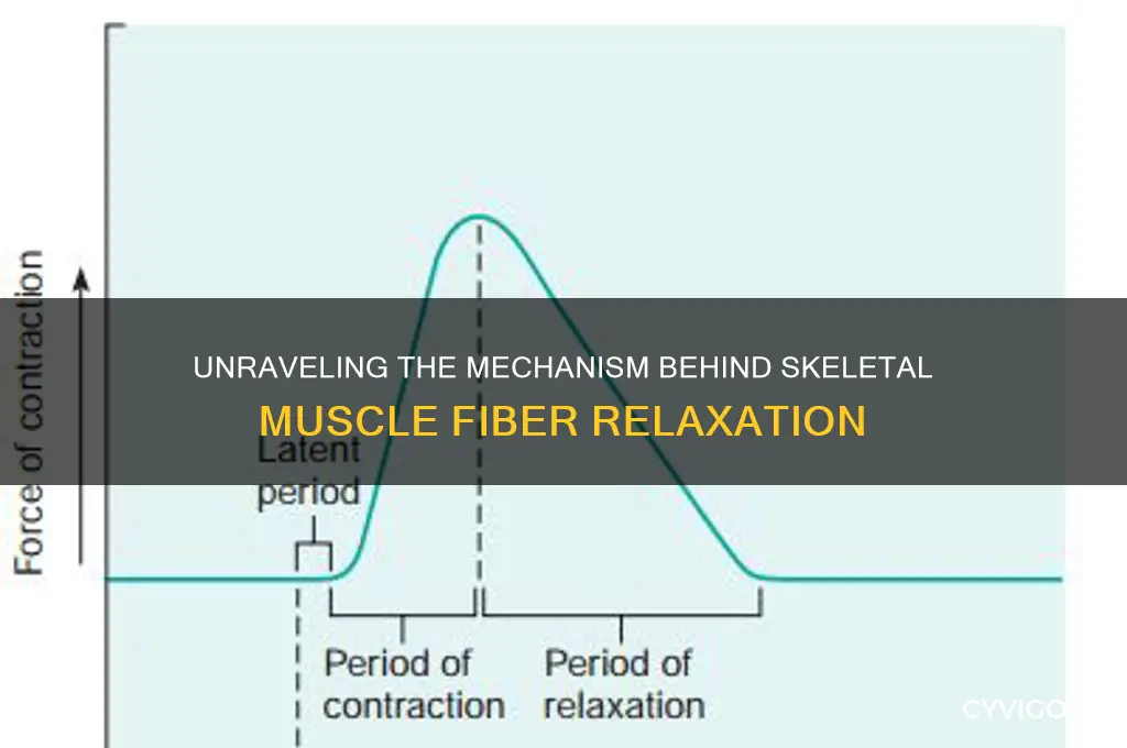 Unraveling The Mechanism Behind Skeletal Muscle Fiber Relaxation | CyVigor