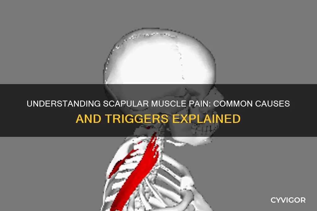 Understanding Scapular Muscle Pain: Common Causes And Triggers ...