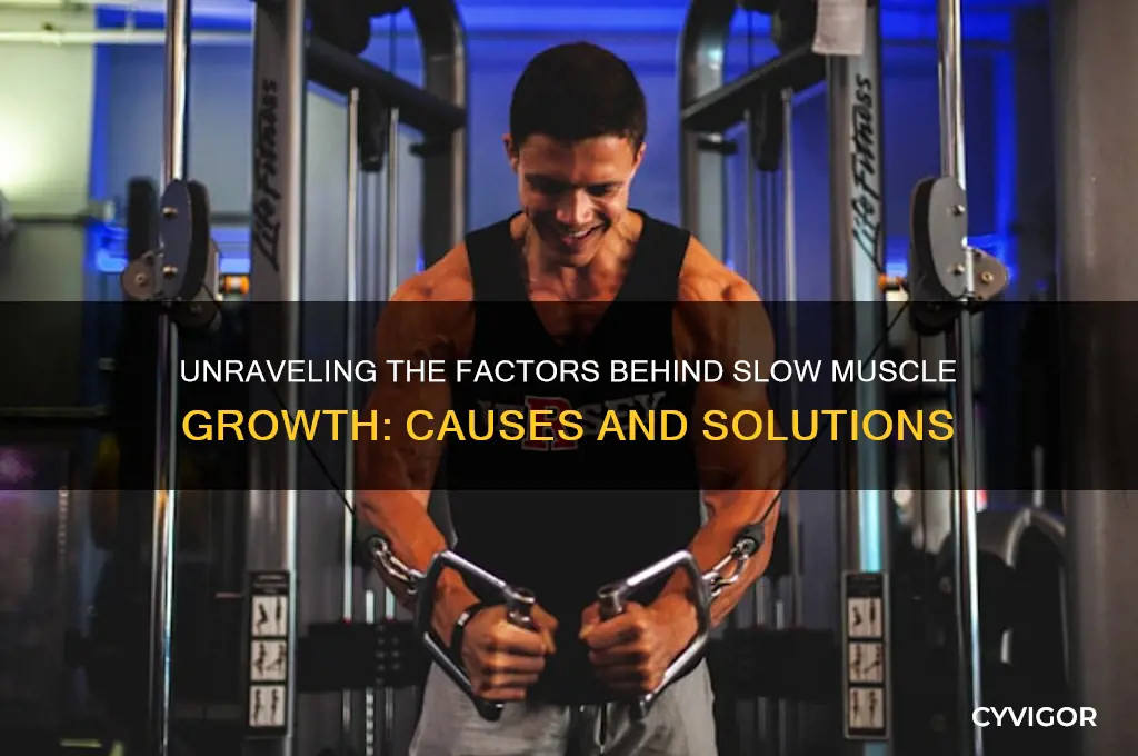 Unraveling The Factors Behind Slow Muscle Growth: Causes And Solutions ...