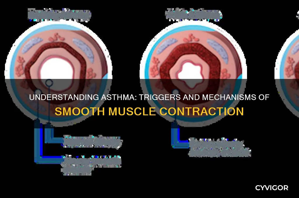 Understanding Asthma: Triggers And Mechanisms Of Smooth Muscle ...