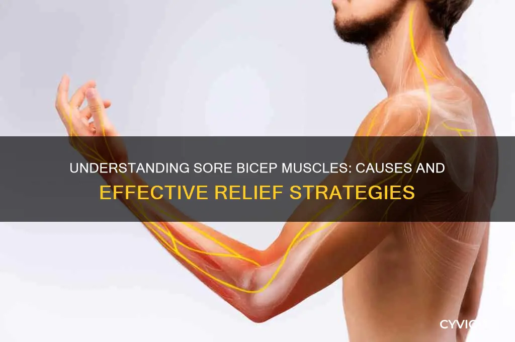 Understanding Sore Bicep Muscles: Causes And Effective Relief ...