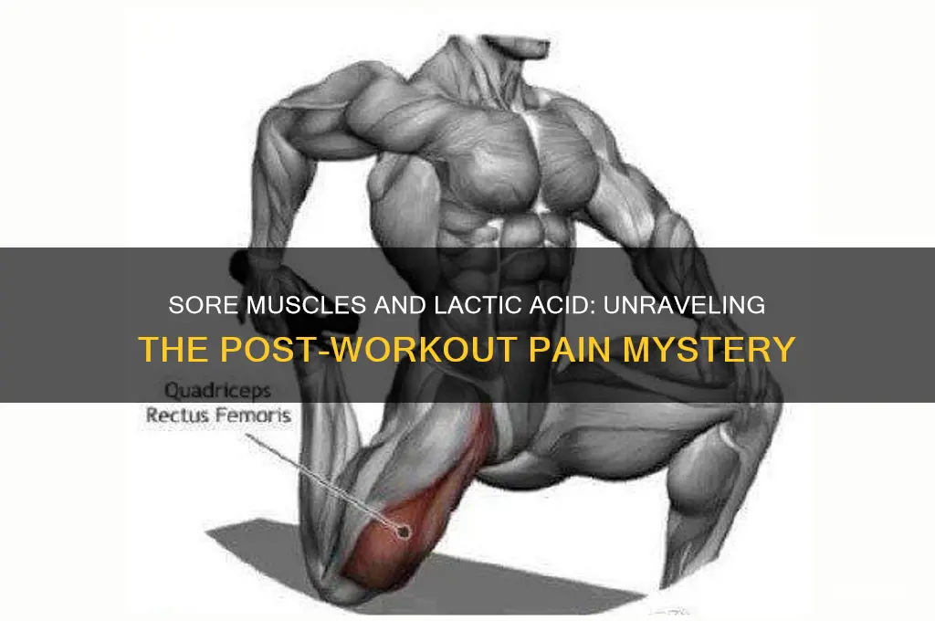 Sore Muscles And Lactic Acid: Unraveling The Post-Workout Pain Mystery ...