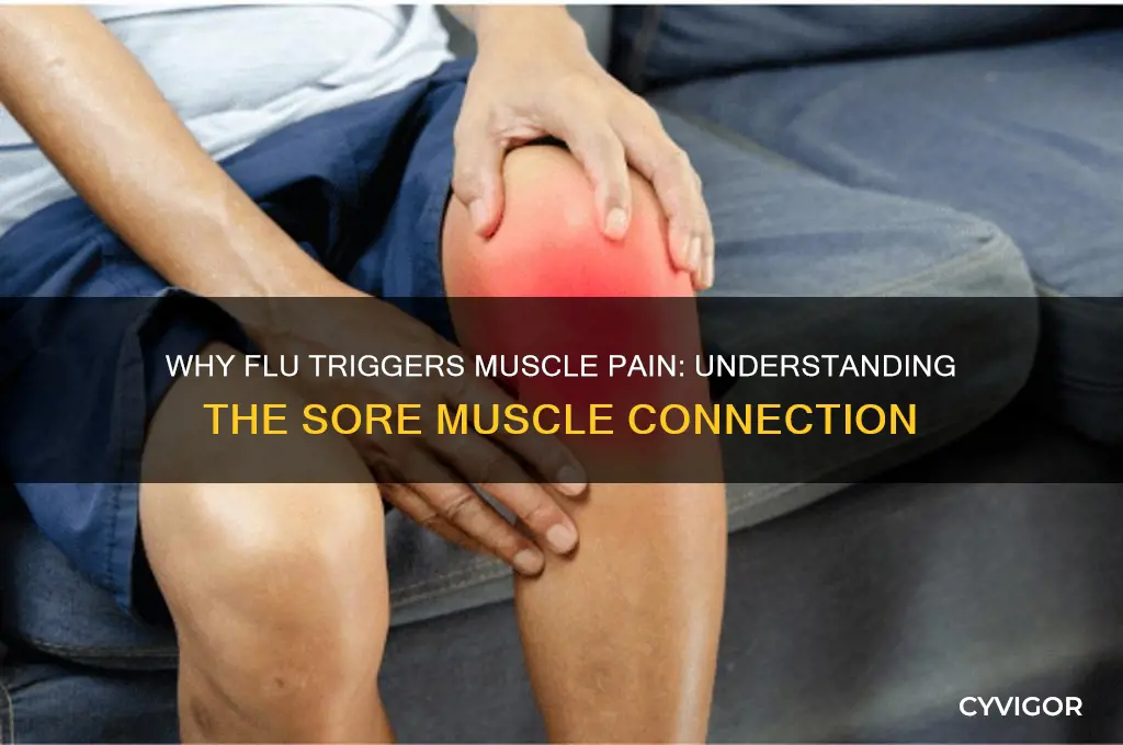 Why Flu Triggers Muscle Pain: Understanding The Sore Muscle Connection ...