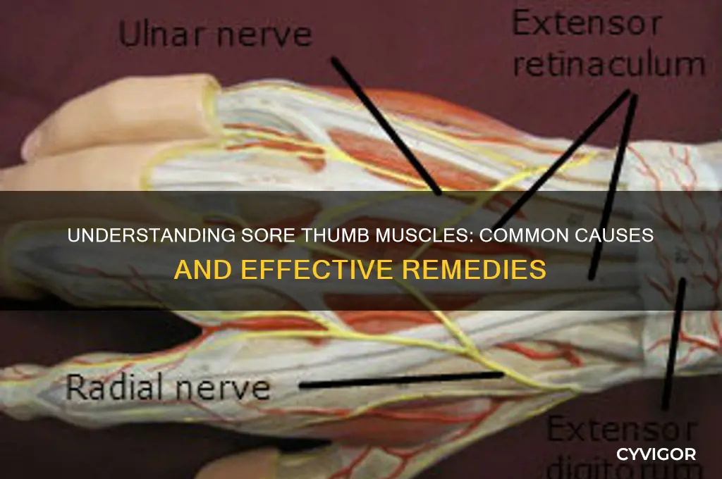 Understanding Sore Thumb Muscles: Common Causes And Effective Remedies ...